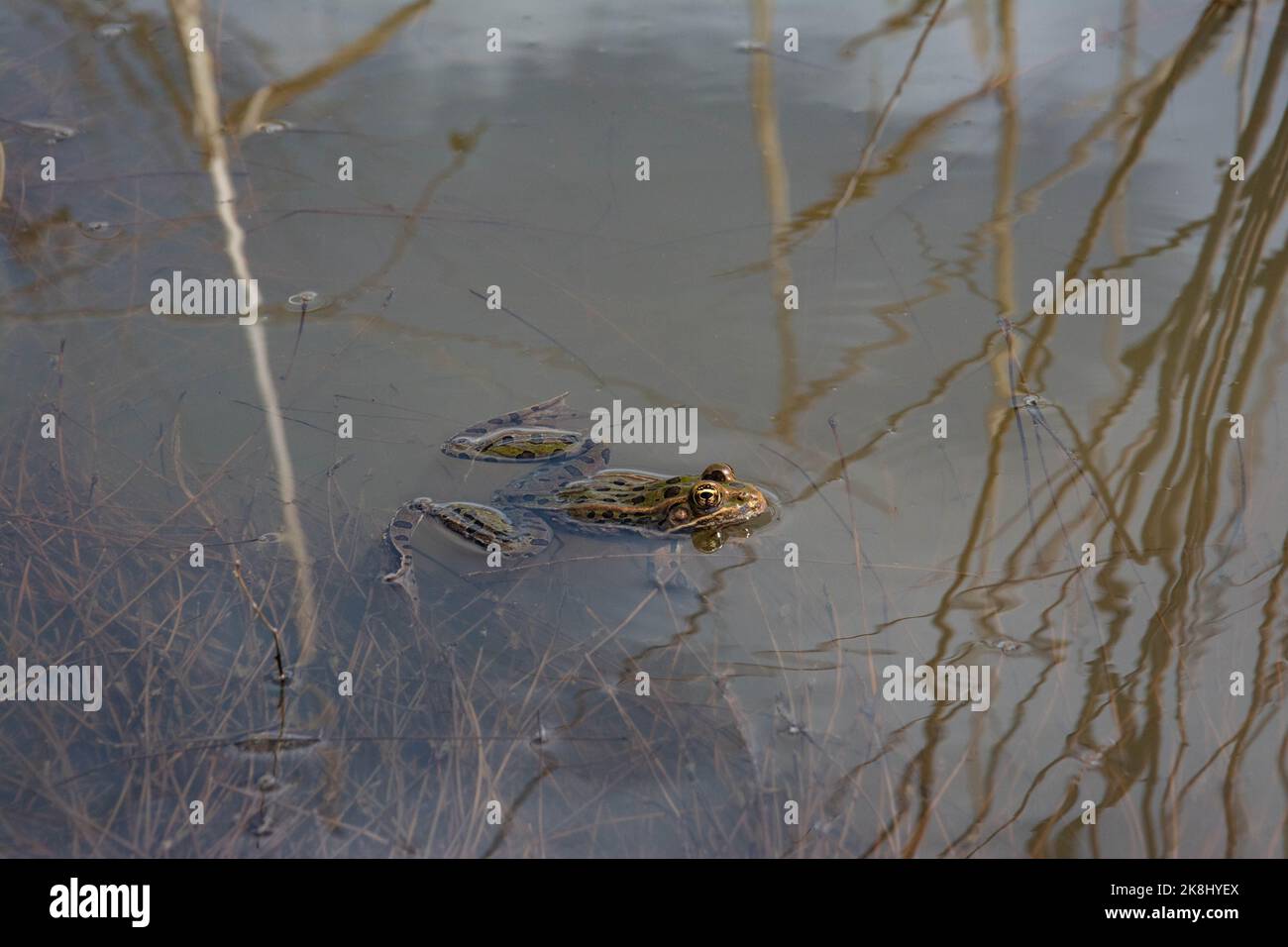 A breeding adult male Northern Leopard Frog (Lithobates pipiens) from ...