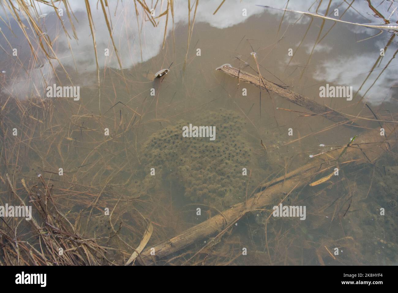 Egg mass of the Northern Leopard Frog (Lithobates pipiens) from ...