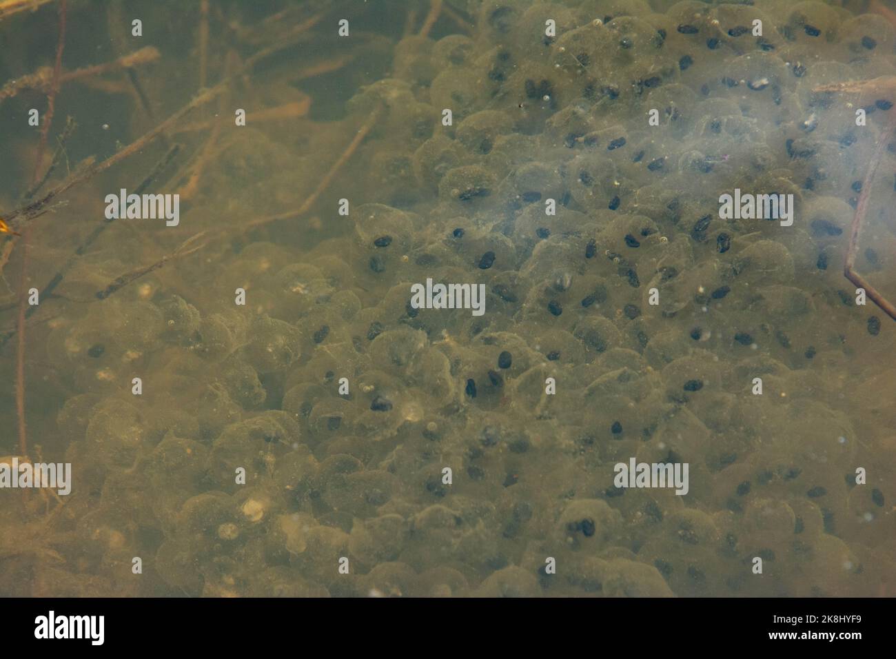Egg mass of the Northern Leopard Frog (Lithobates pipiens) from ...