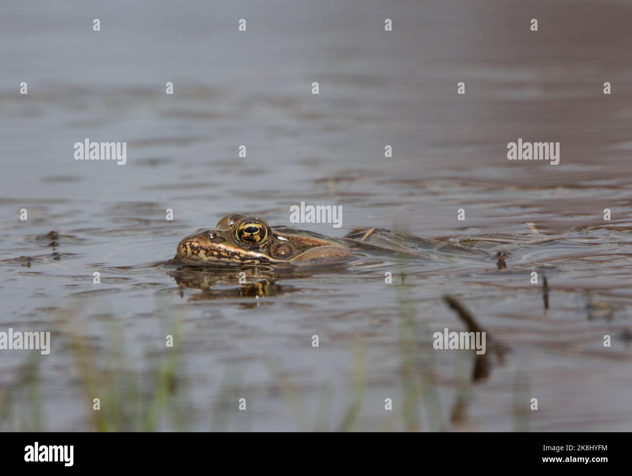 An adult male Northern Leopard Frog (Lithobates pipiens) making an ...