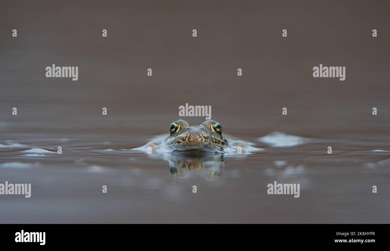 An adult male Northern Leopard Frog (Lithobates pipiens) making an ...