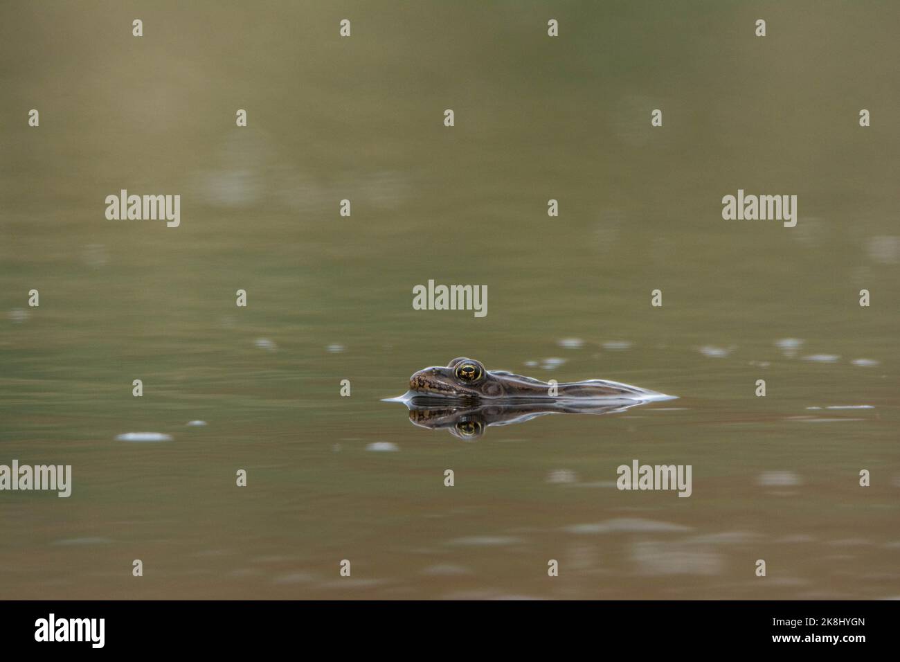Male northern leopard frog hi-res stock photography and images - Alamy
