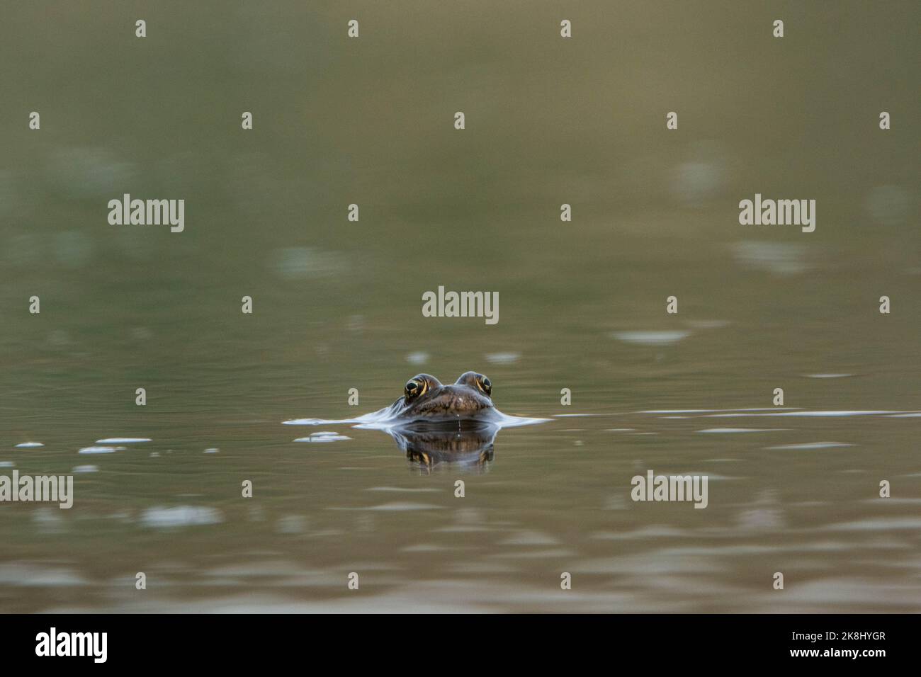 A breeding adult male Northern Leopard Frog (Lithobates pipiens) from ...