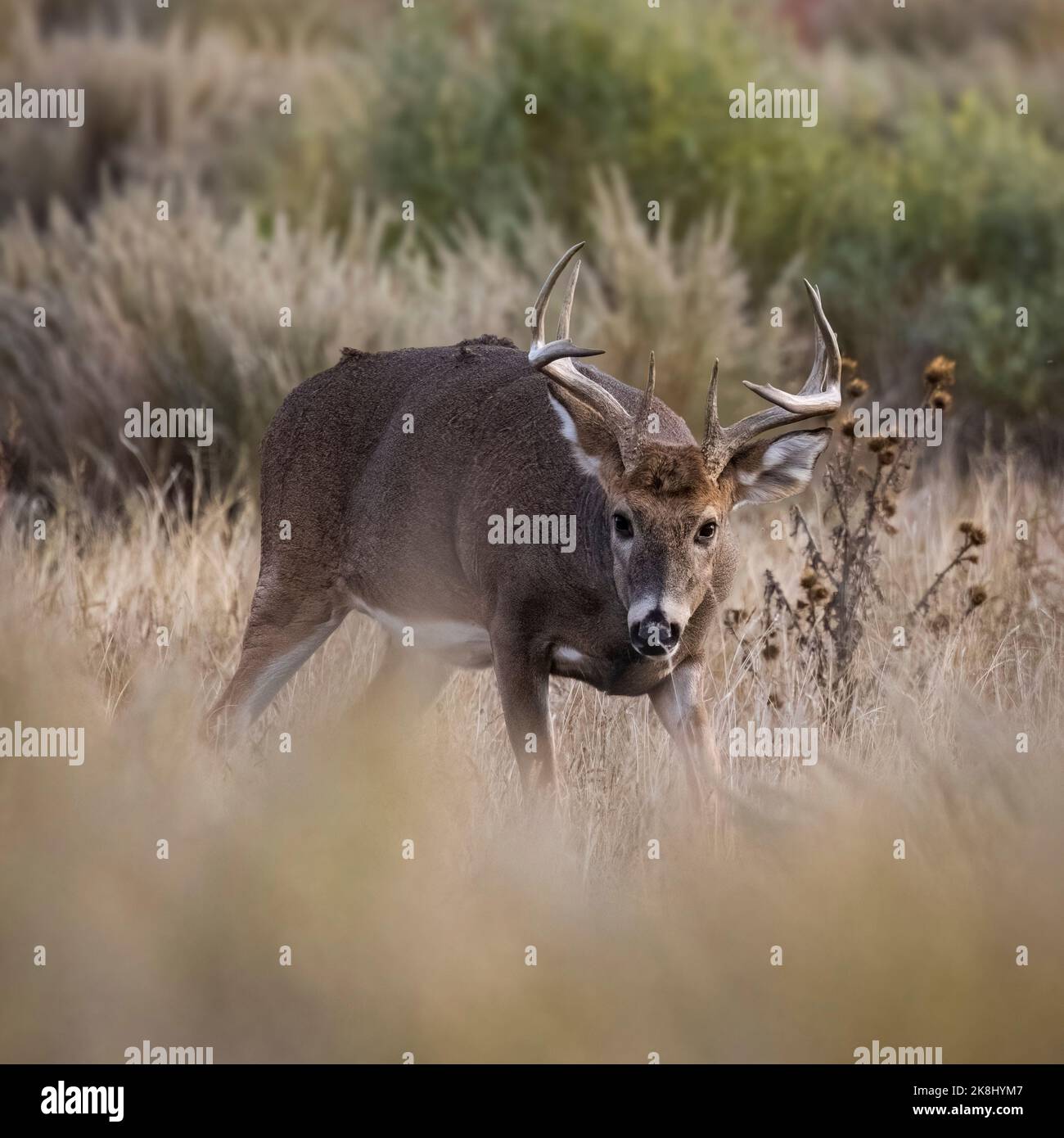Male White-tailed deer (odocoileus virginianus) standing alert in sage ...