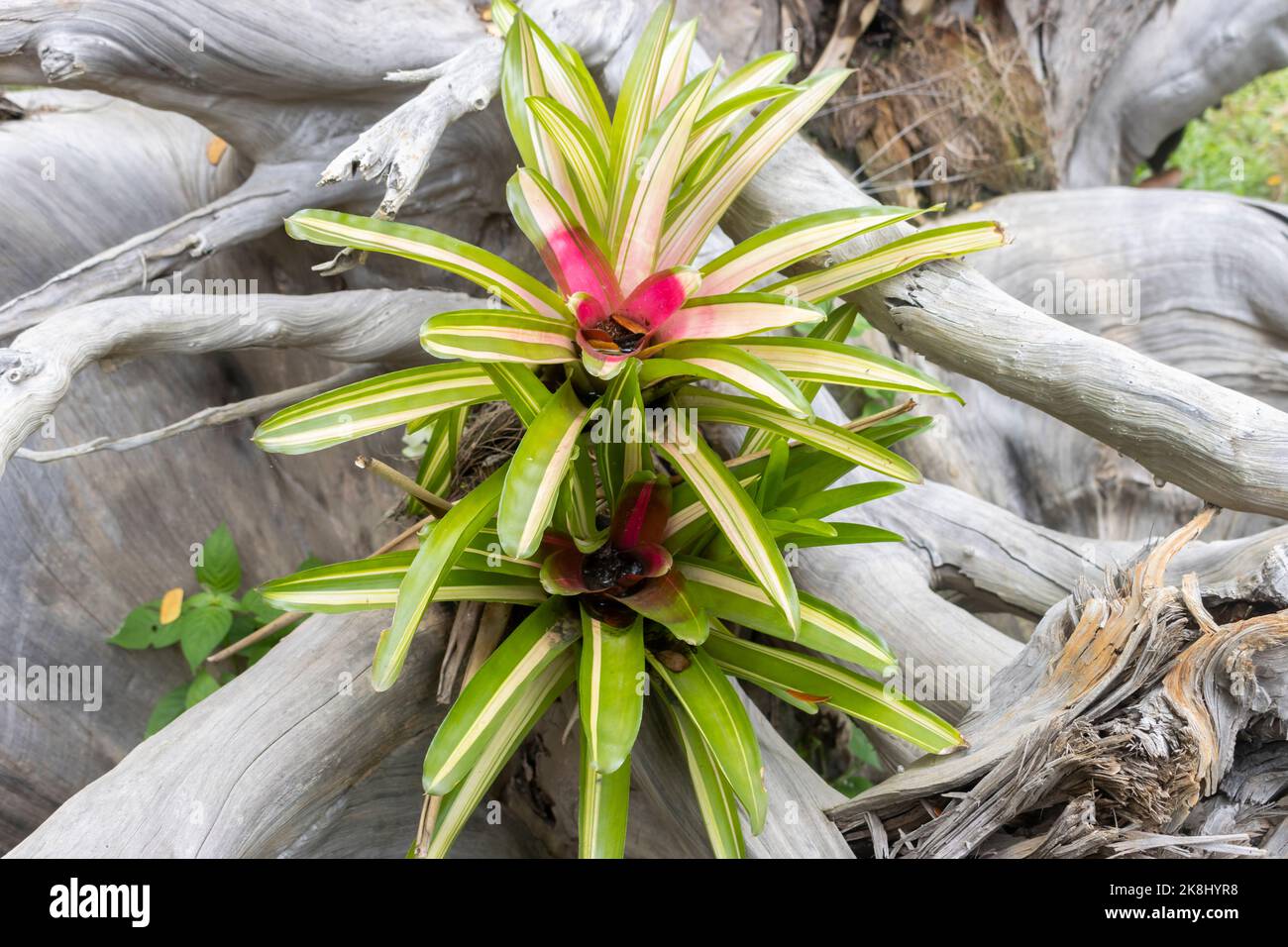 Blushing foliage hi-res stock photography and images - Alamy