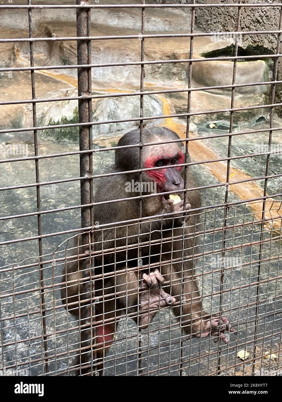 Bangkok, Thailand. 23rd Oct, 2022. A bear macaque at Pata Zoo. The zoo ...