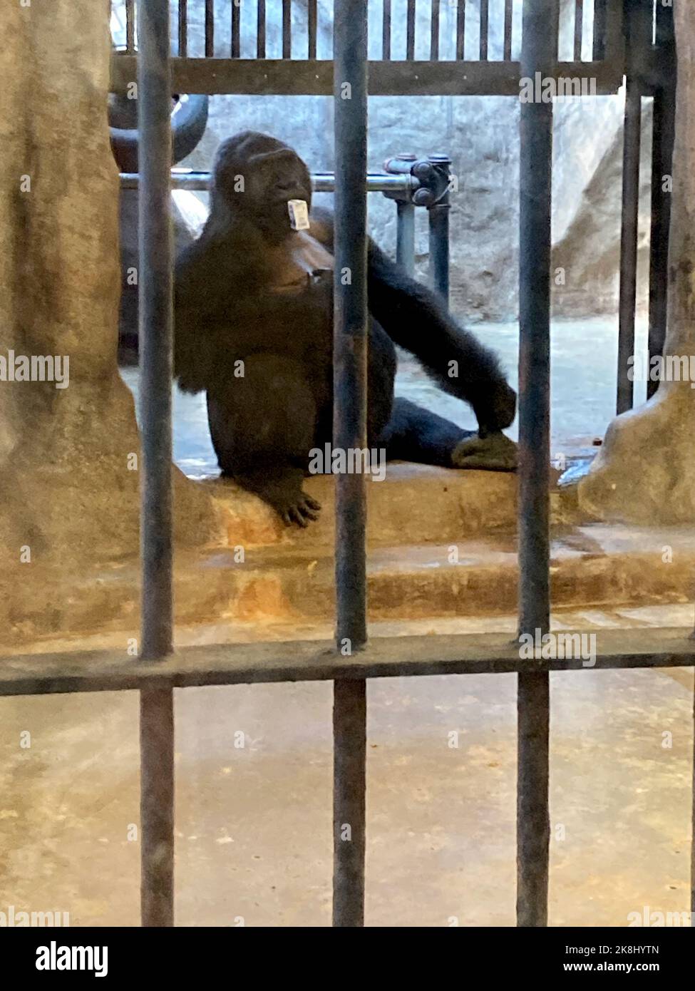 Bangkok, Thailand. 23rd Oct, 2022. Female gorilla Bua Noi drinks from a ...