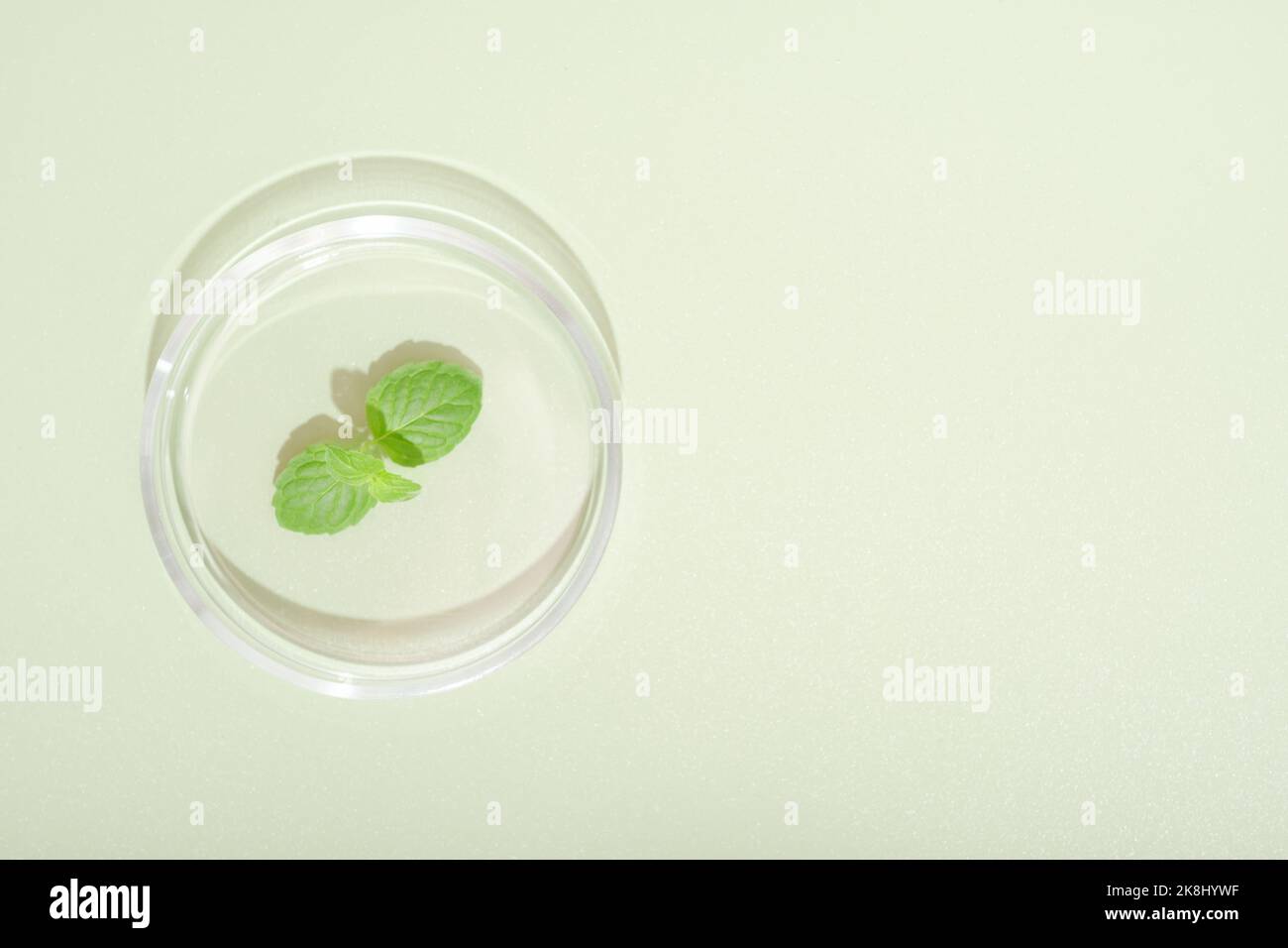 mint leaves in petri dish over green background, copy space, top view ...