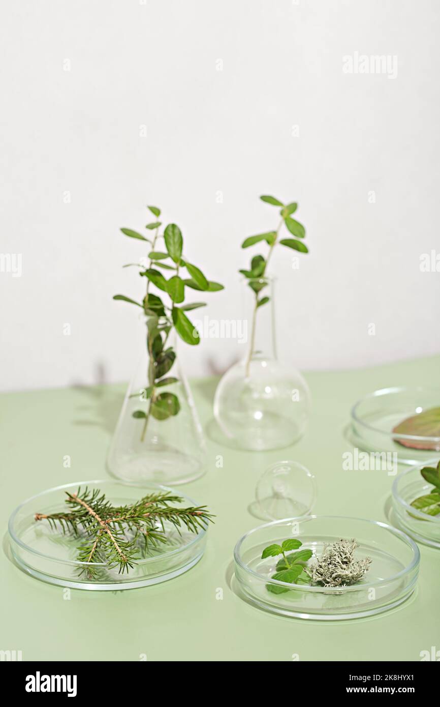 homeopathy medicine concept. wild herbs and plants in petri dishes and ...