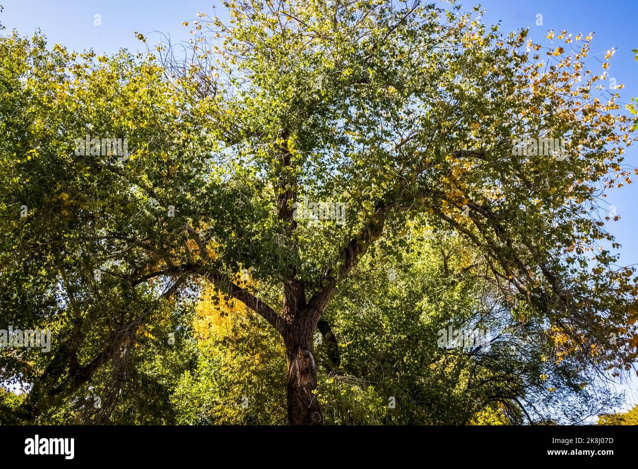 Drooping limbs hi-res stock photography and images - Alamy