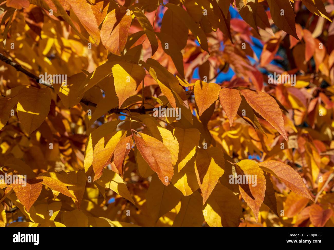 Beautiful autumn leaves. Fall season. October background. Autumn tree ...