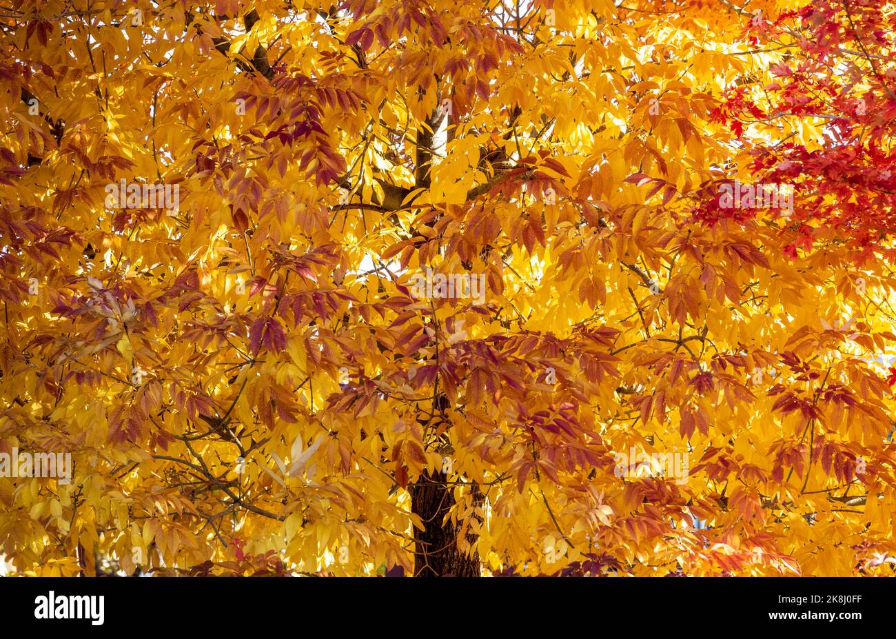 Beautiful autumn leaves. Fall season. October background. Autumn tree ...