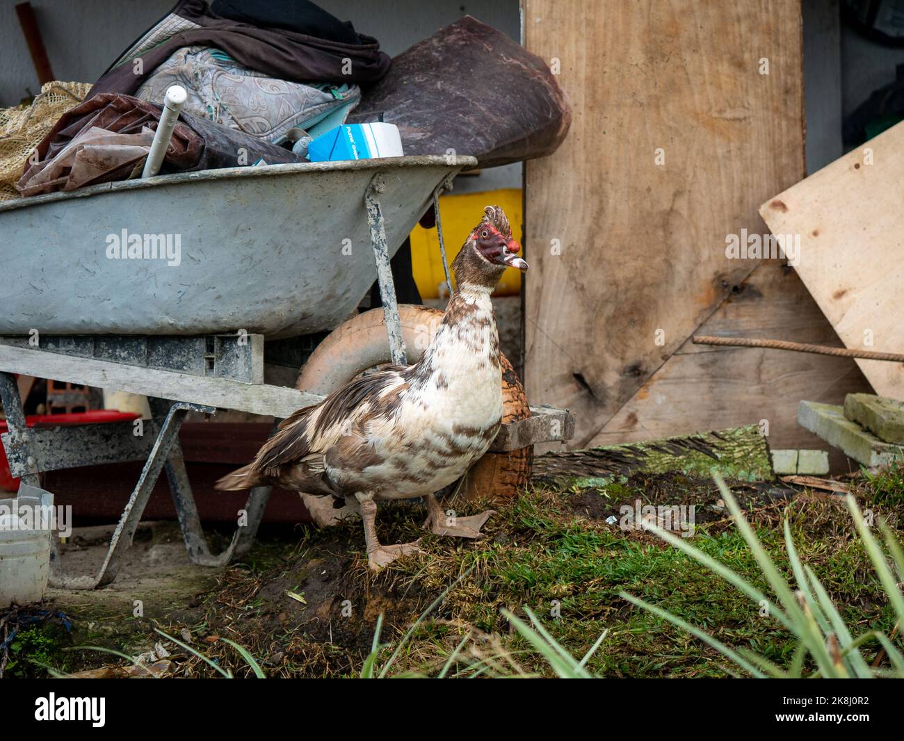 White and Brown Duck Walking near Work and Construction Tools Stock ...