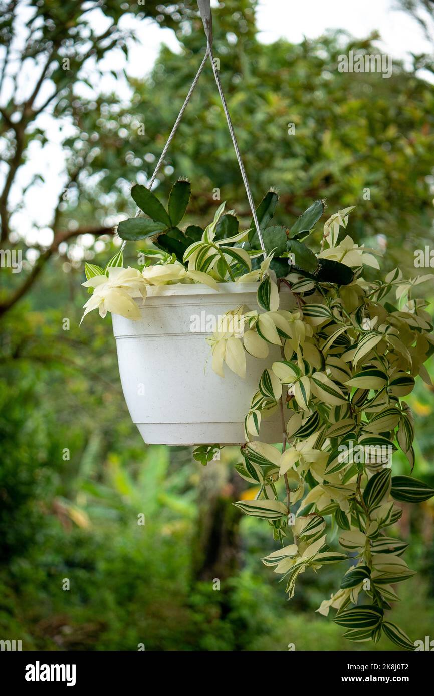 Plant in a Hanging Planter, Known as a Zebrina Pendula, Silver Inch ...