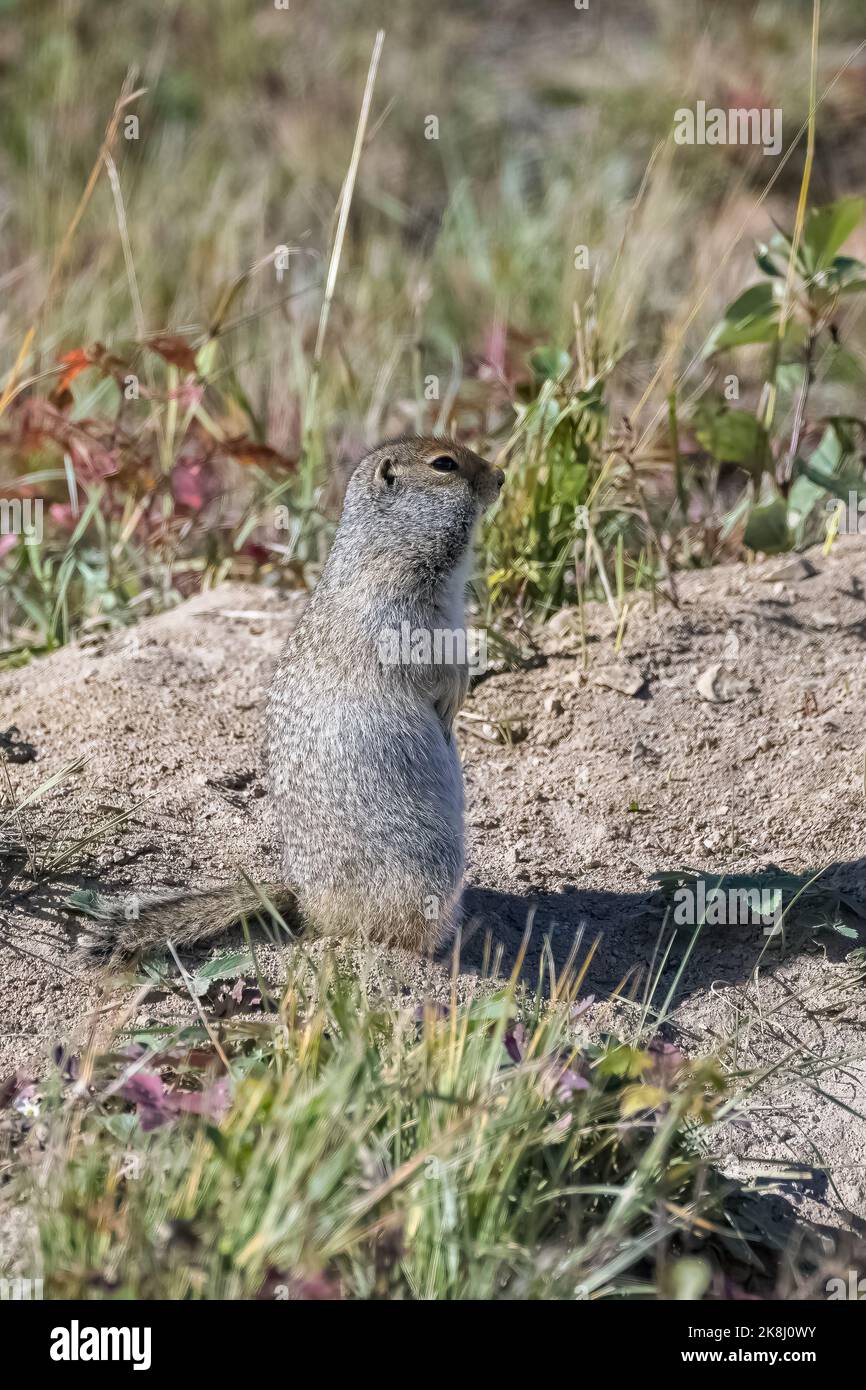 Arctic ground squirrel, Urocitellus parryii, cute rodent in Yukon Stock ...