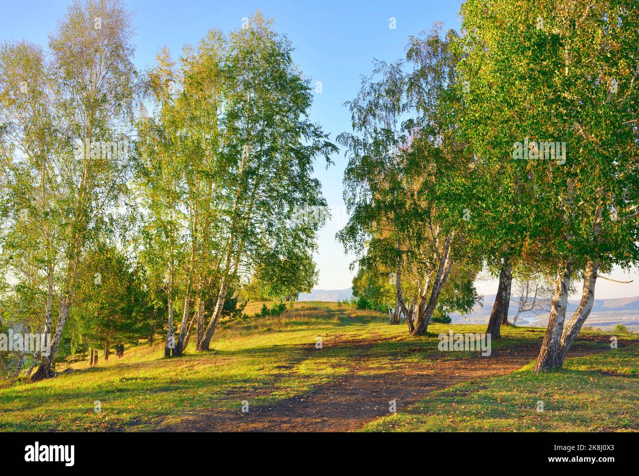 Aya Nature Park in the Altai Mountains. Sloping birch trees on a ...