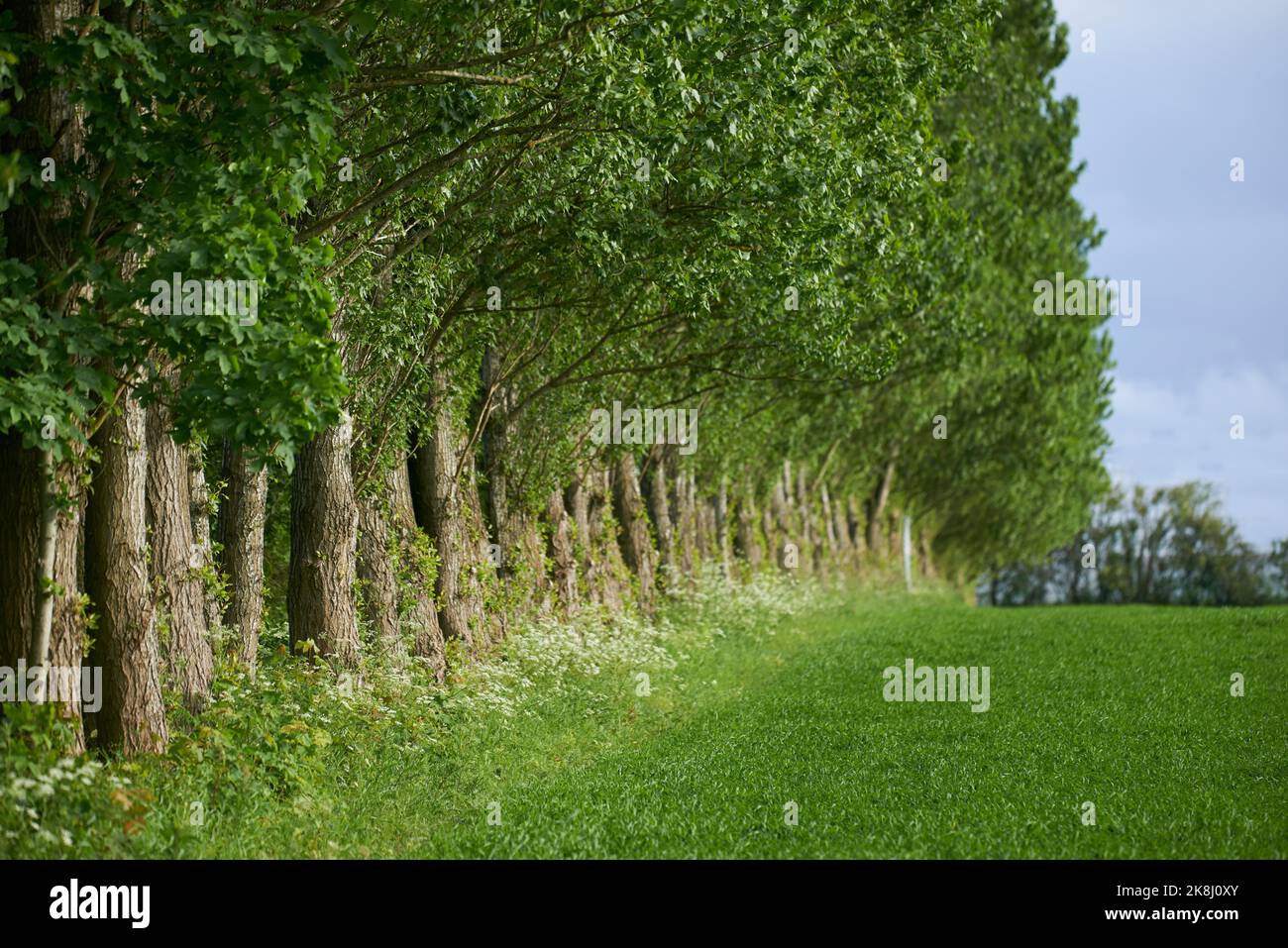 Photos from Denmark. A photo of the Danish countryside at summertime ...