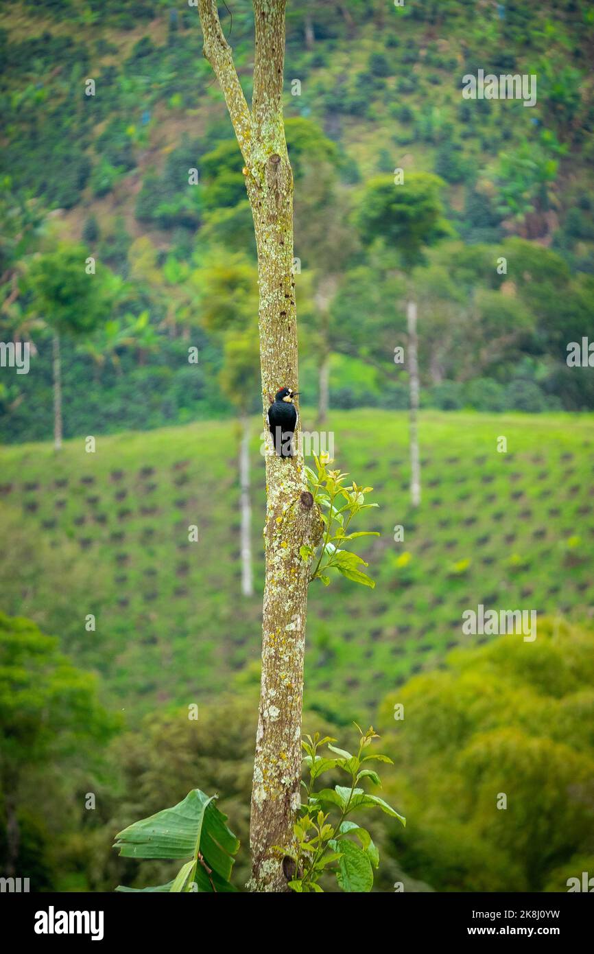 A Small Black Bird Known as The Acorn Woodpecker (Melanerpes ...