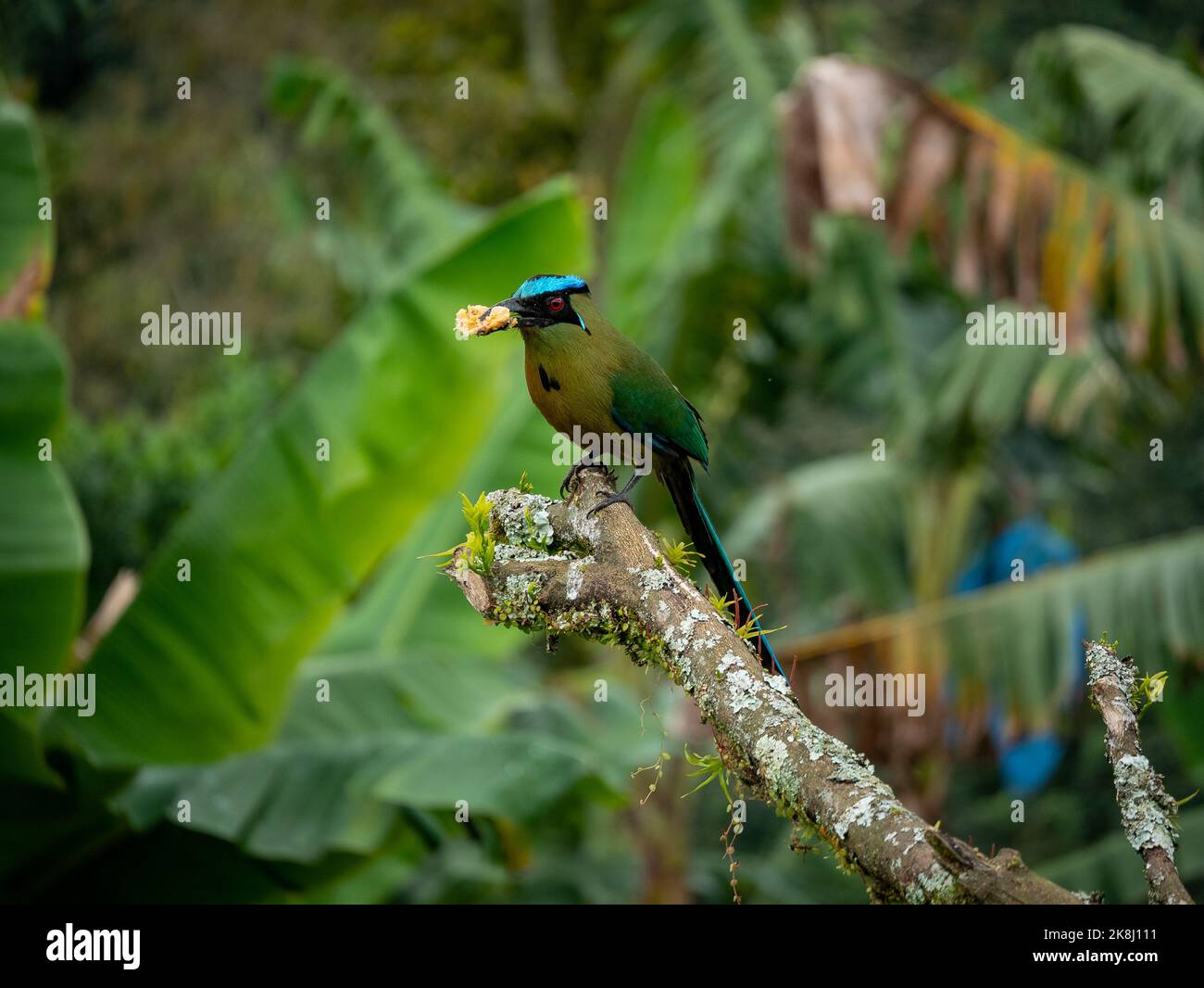 Motmot banana hi-res stock photography and images - Alamy