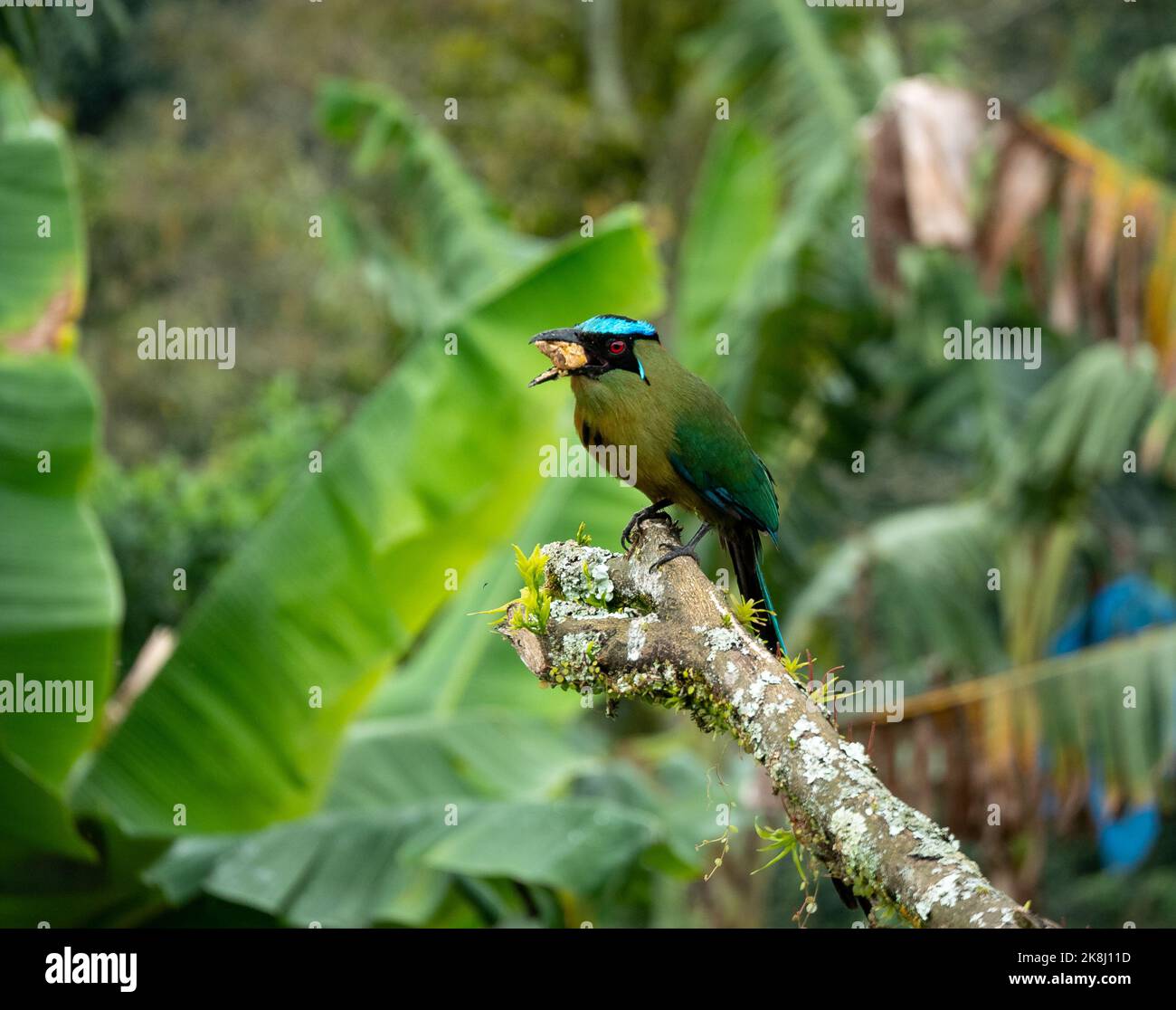 Banana beak hi-res stock photography and images - Alamy