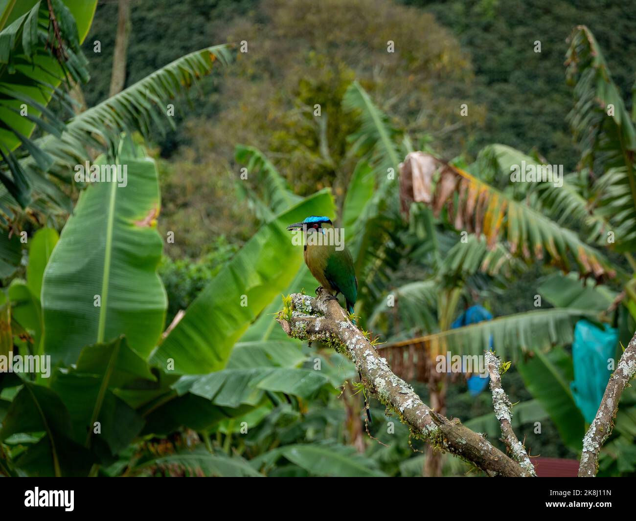 A Beautiful Bird Known as Motmot or Momotidae (Momotus aequatorialis ...
