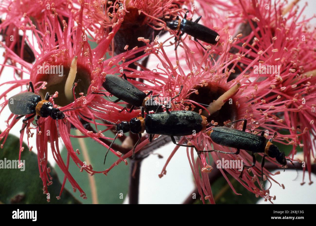SWARM OF SOLDIER BEETLES (CHAULIOGNATHUS LUGUBRIS) ON FLOWERING ...
