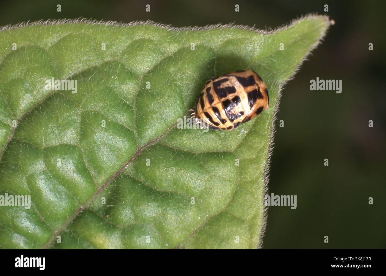 COMMON SPOTTED LADYBIRD (PUPAL STAGE Stock Photo - Alamy
