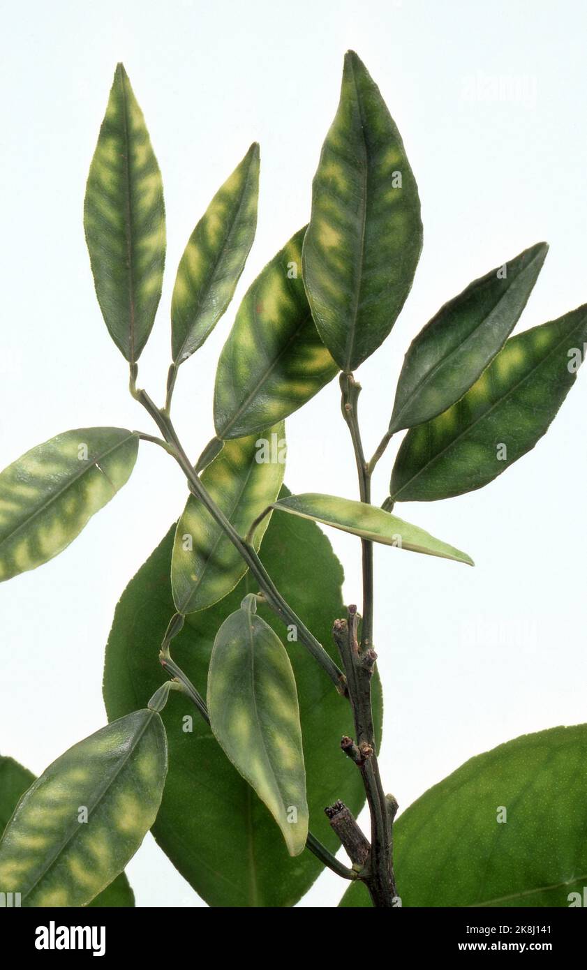 Zinc Deficiency Growth A Dynamic Model For Predicting Growth In