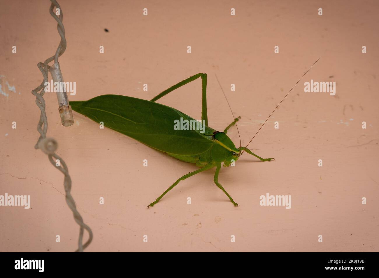 A Large Green Leaf-like Insect Known as a Giant Katydid (Stilpnochlora ...