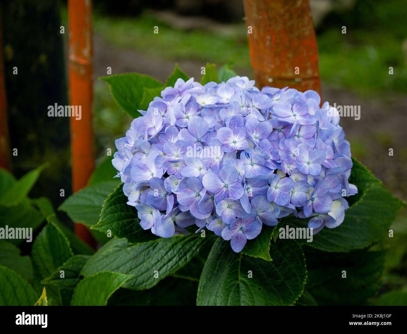 Blue and white lacecap hydrangea hi-res stock photography and images - Alamy