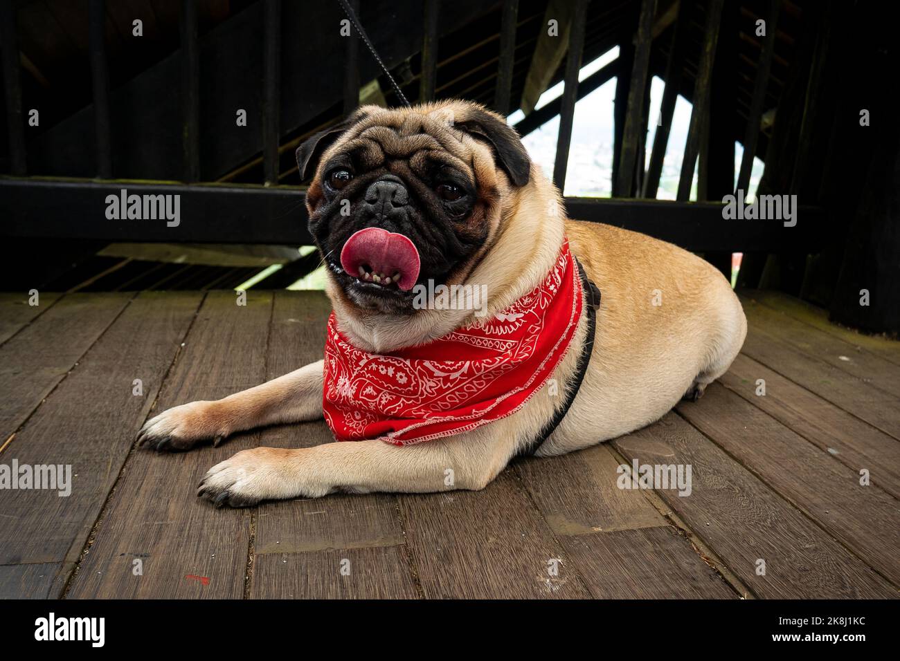 A Pug Dog Wearing a Red Scarf around his Neck, Resting on the Wooden ...