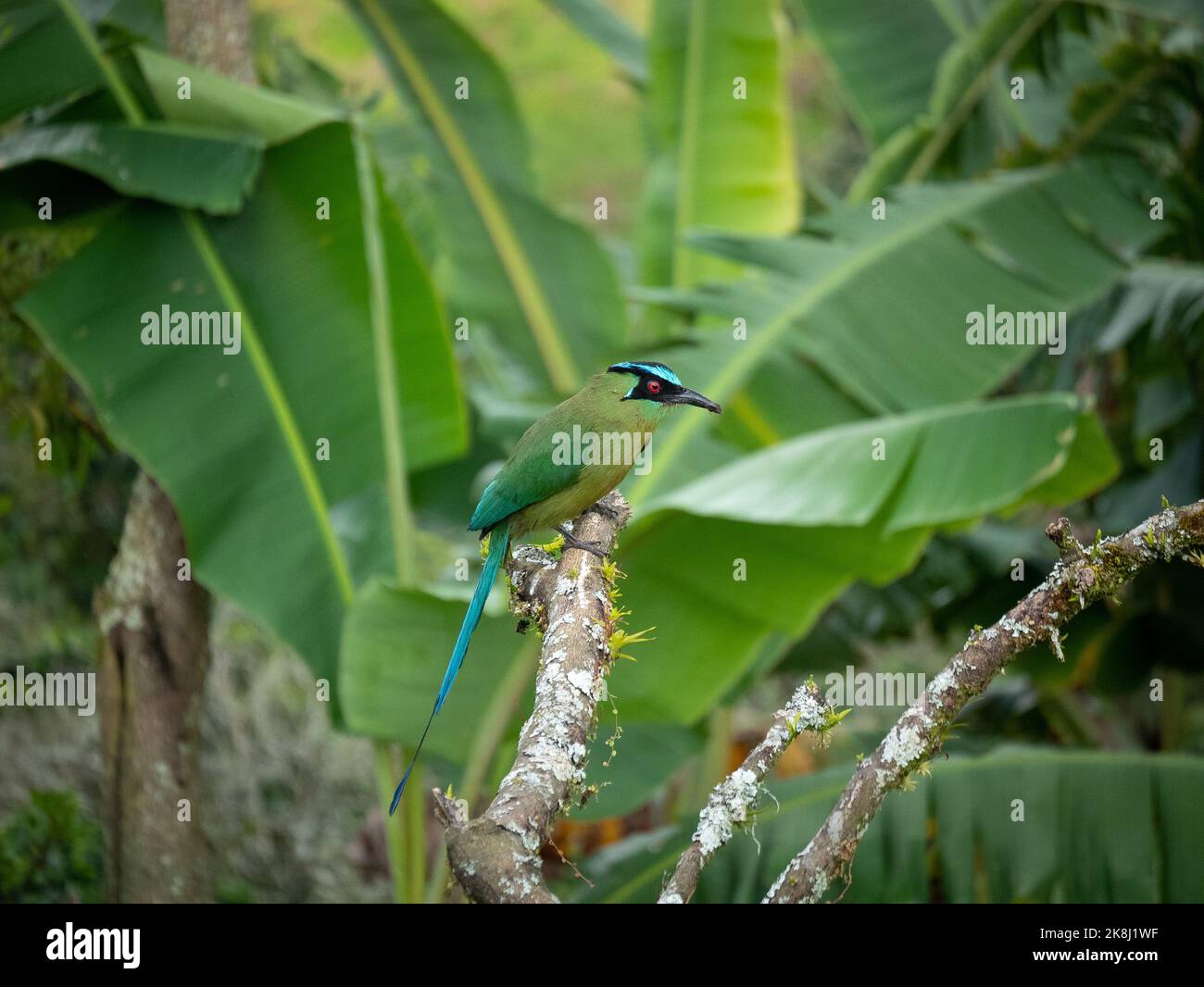 A Beautiful Bird Known as Motmot or Momotidae (Momotus aequatorialis ...