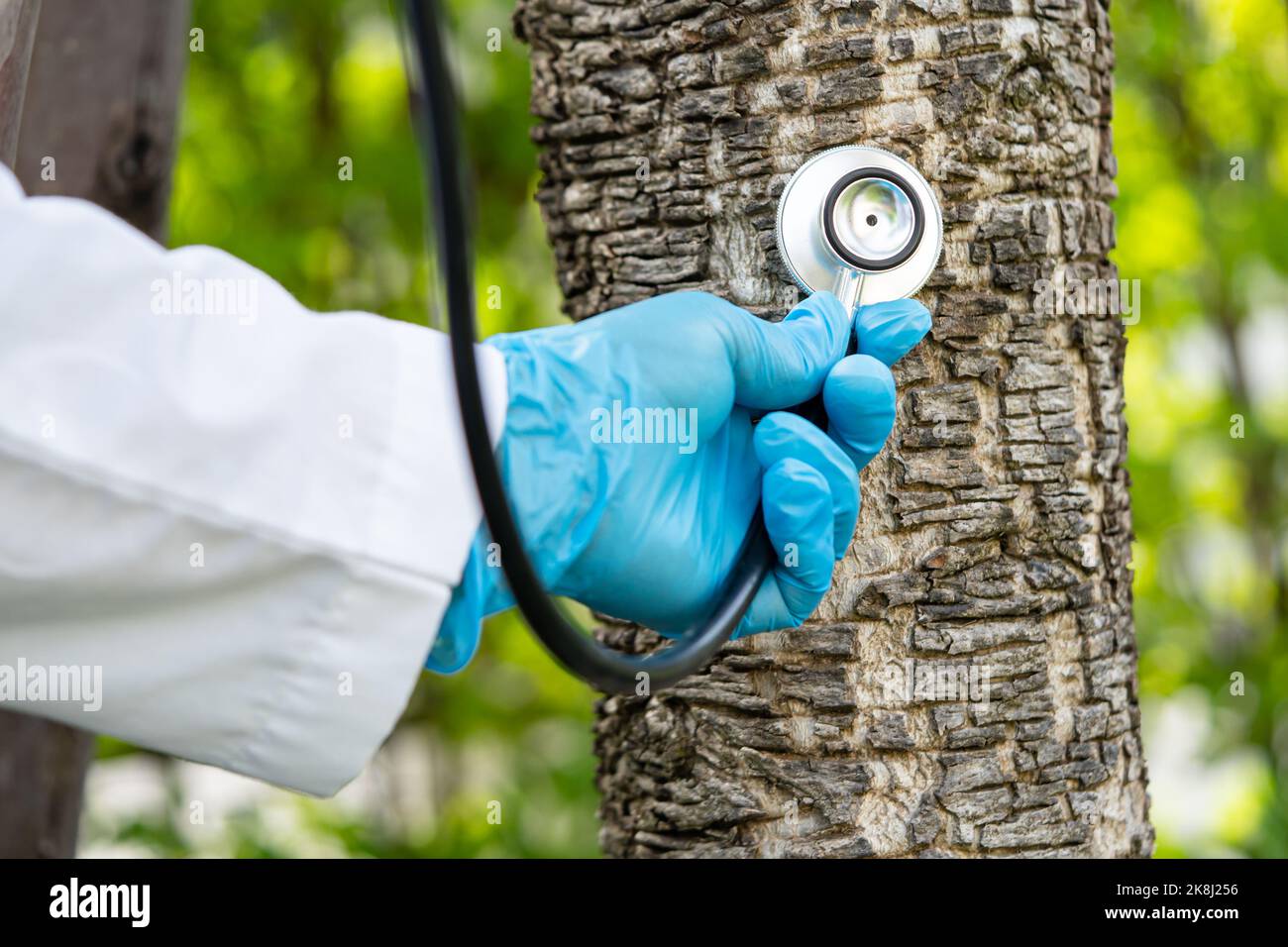Checking health listening tree nature with stethoscope, biology ...