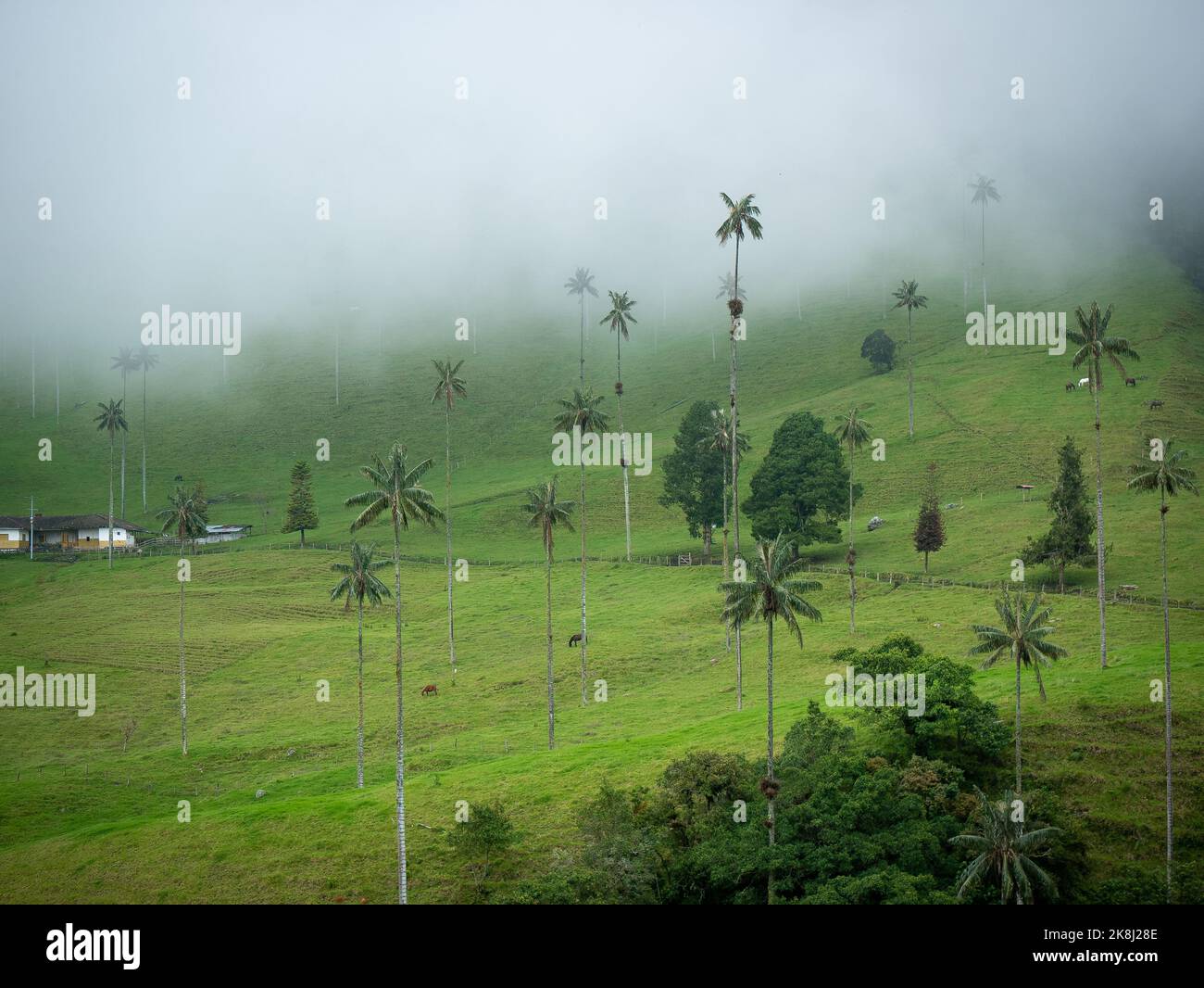 The World's Tallest Wax Palms (Ceroxylon quindiuense) Recognized by ...