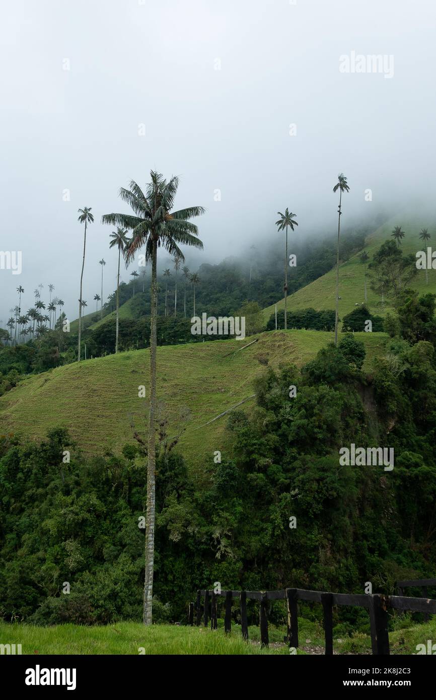 A Large Wax Palm (Ceroxylon quindiuense) in the Middle of Cocora Valley ...