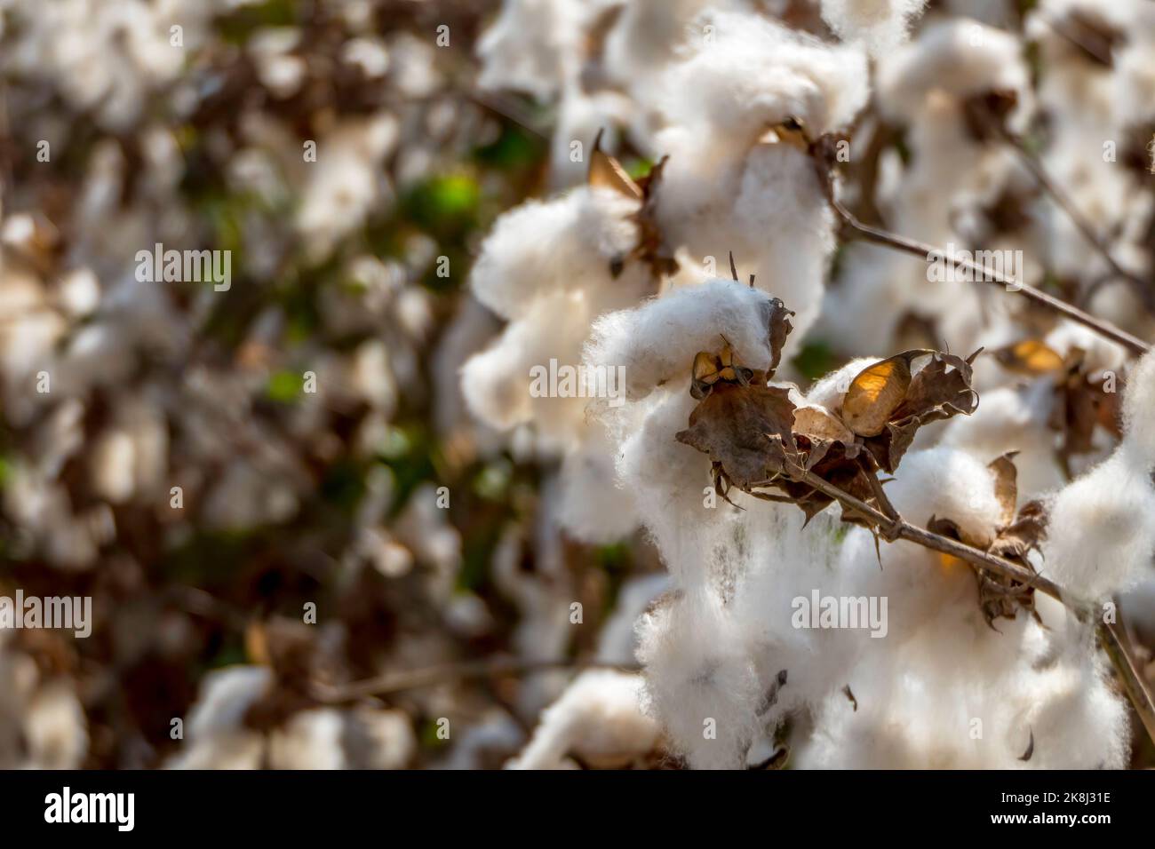 Harvesting. Fields of ripe cotton closeup with open bolls and fluffy ...