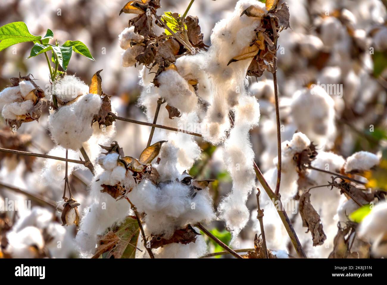 Harvesting. Fields of ripe cotton closeup with open bolls and fluffy ...
