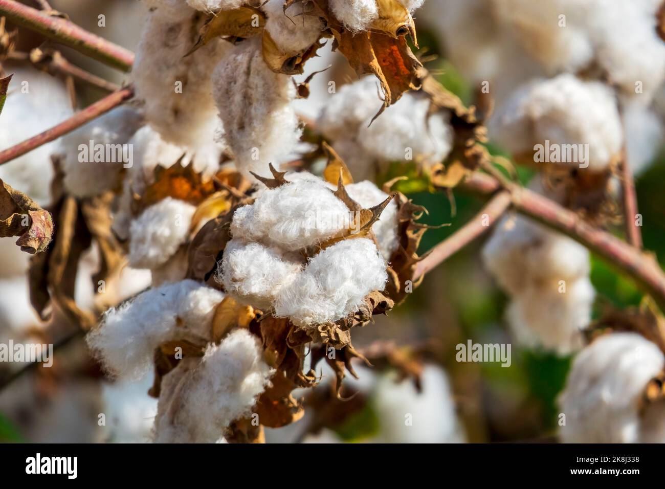 Harvesting. Fields of ripe cotton closeup with open bolls and fluffy ...