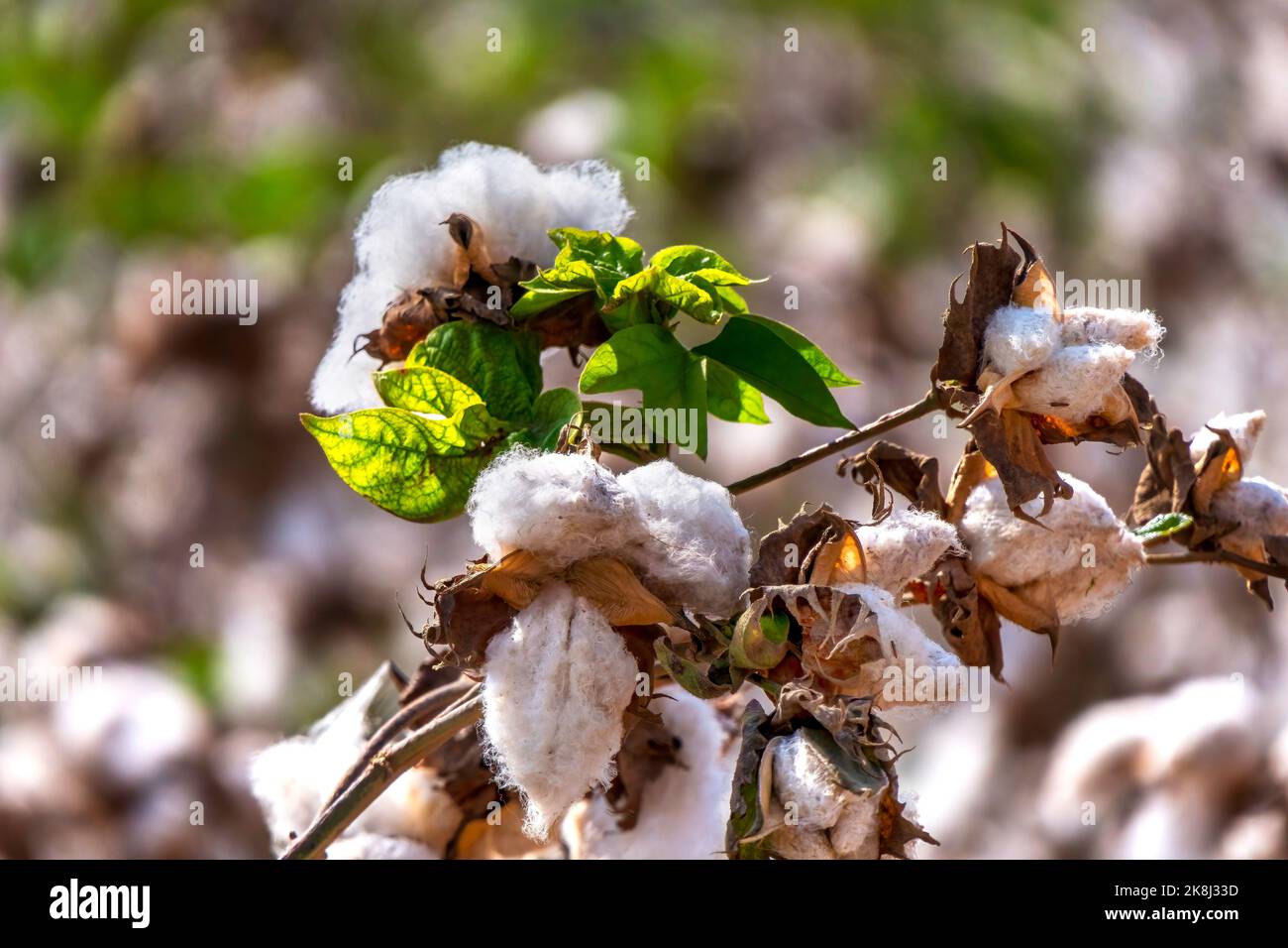 Harvesting. Fields of ripe cotton closeup with open bolls and fluffy ...