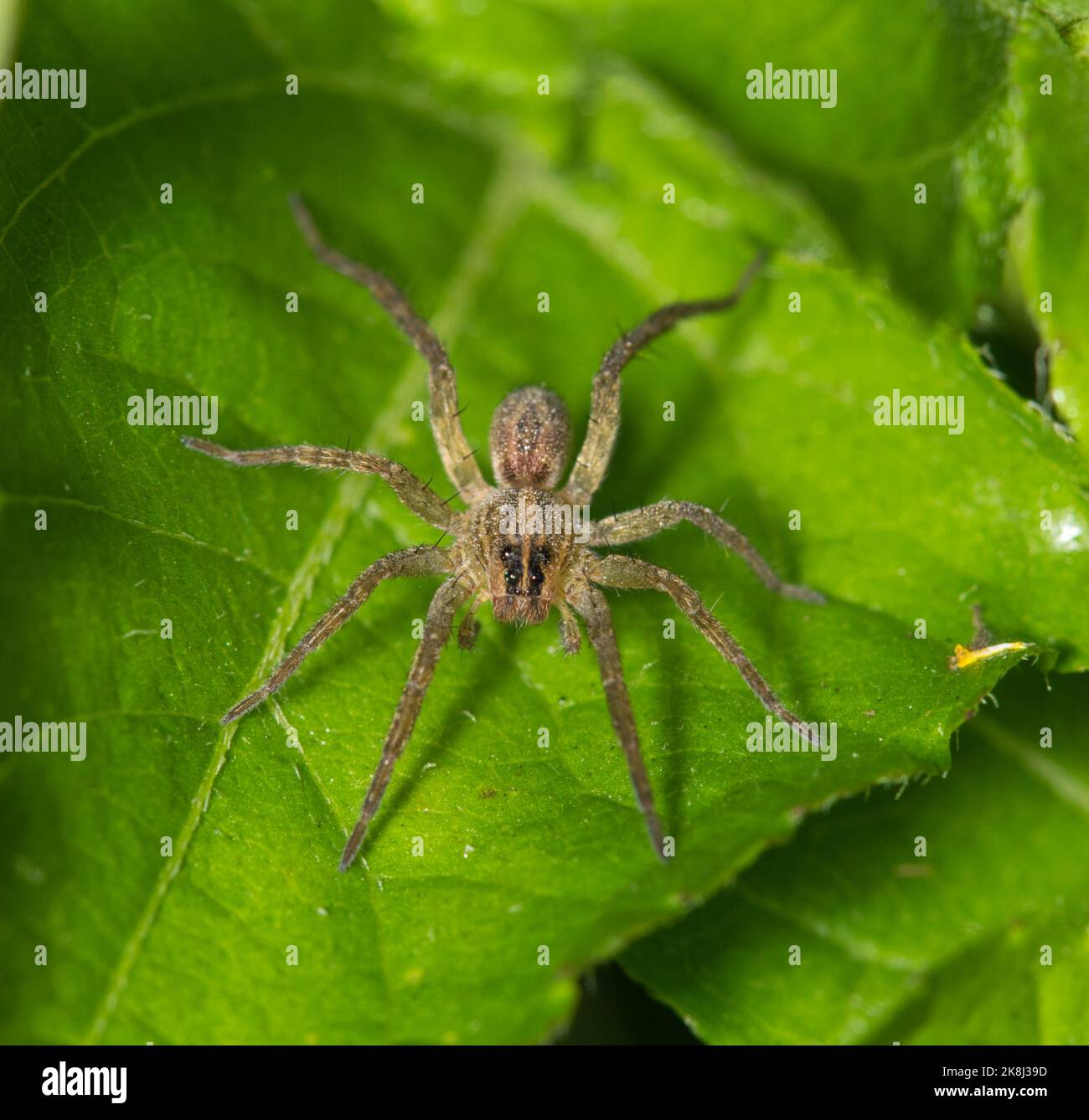 Giant Wolf Spider Bite