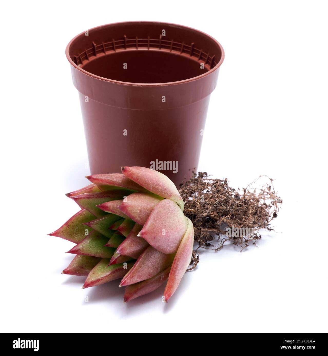 Echeveria Succulent Plant with roots Isolated on White Background Stock ...