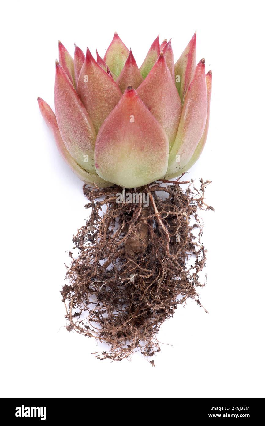 Echeveria Succulent Plant with roots Isolated on White Background Stock ...