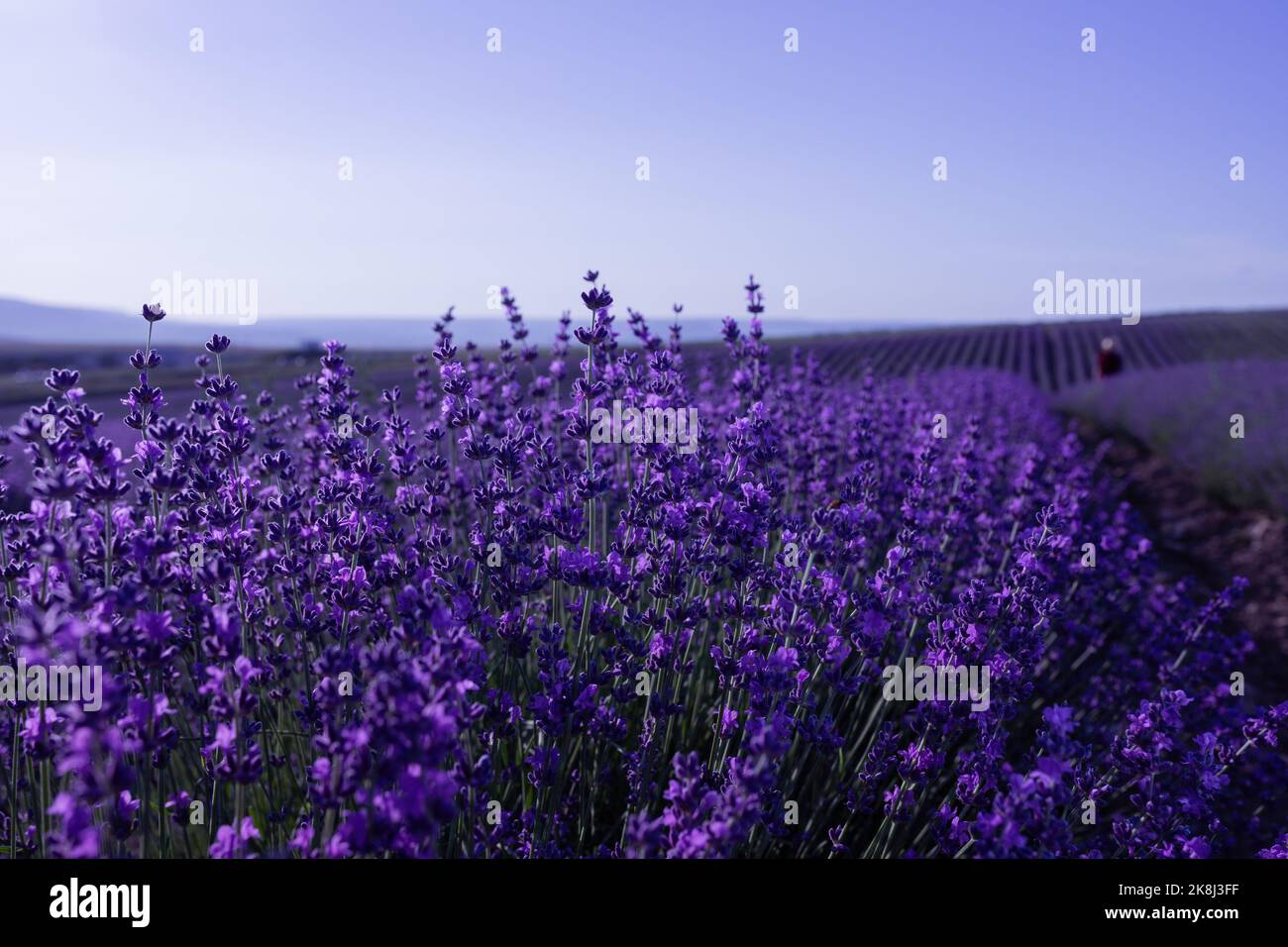 Lavender flower background with beautiful purple colors and bokeh ...