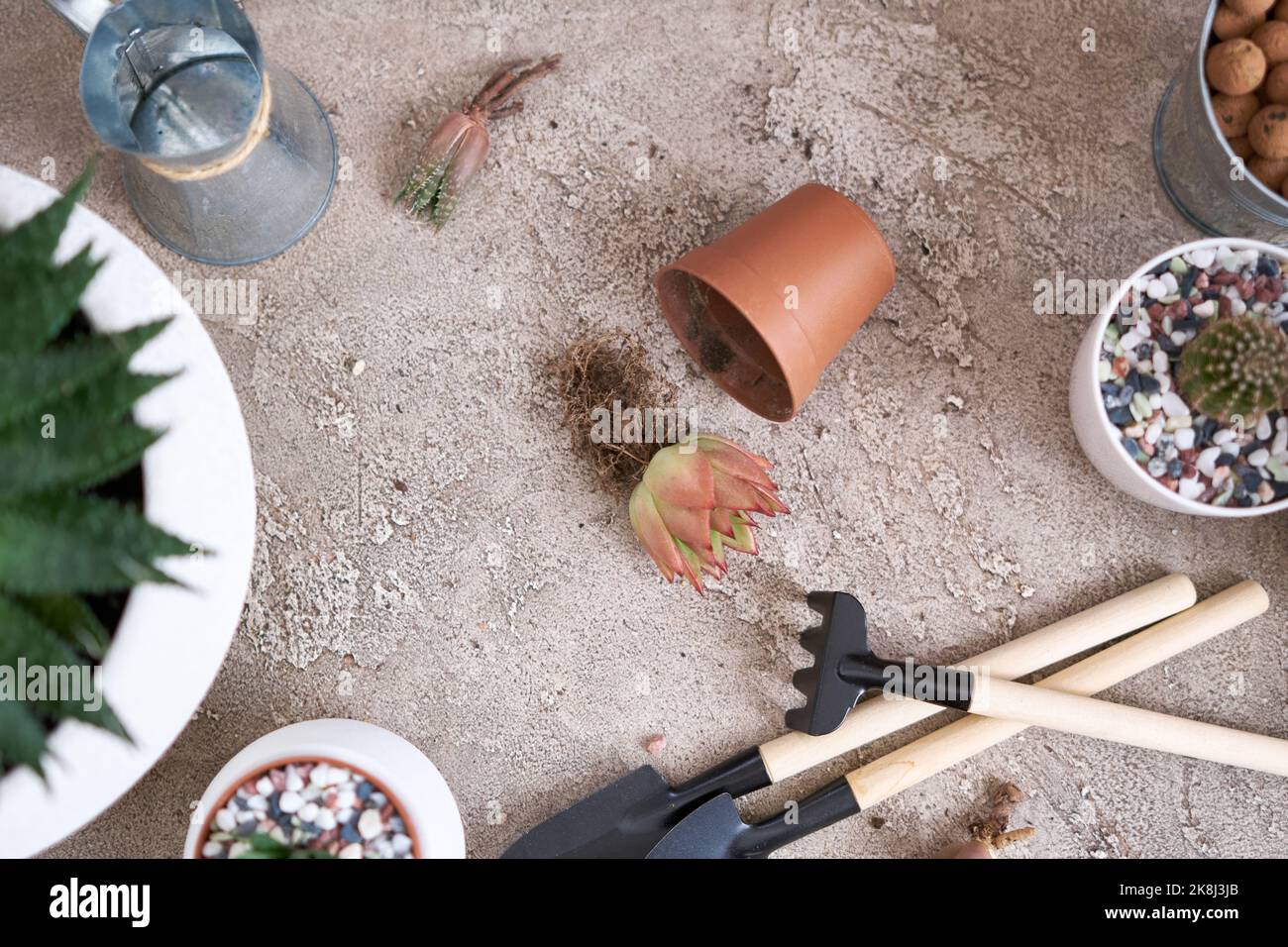 Echeveria Succulent Plant with roots ready for transplanting Stock ...
