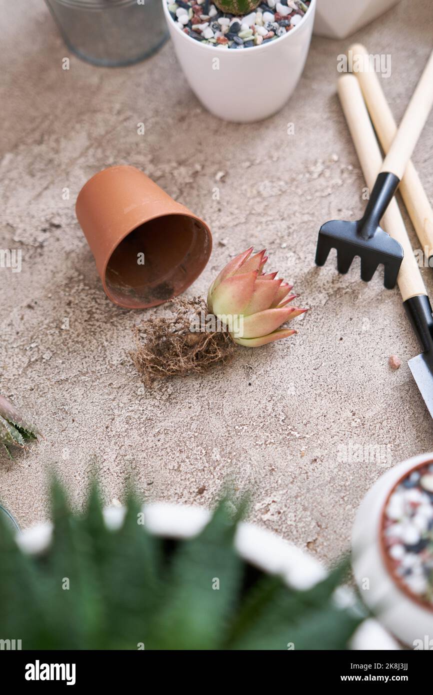 Echeveria Succulent Plant with roots ready for transplanting Stock ...