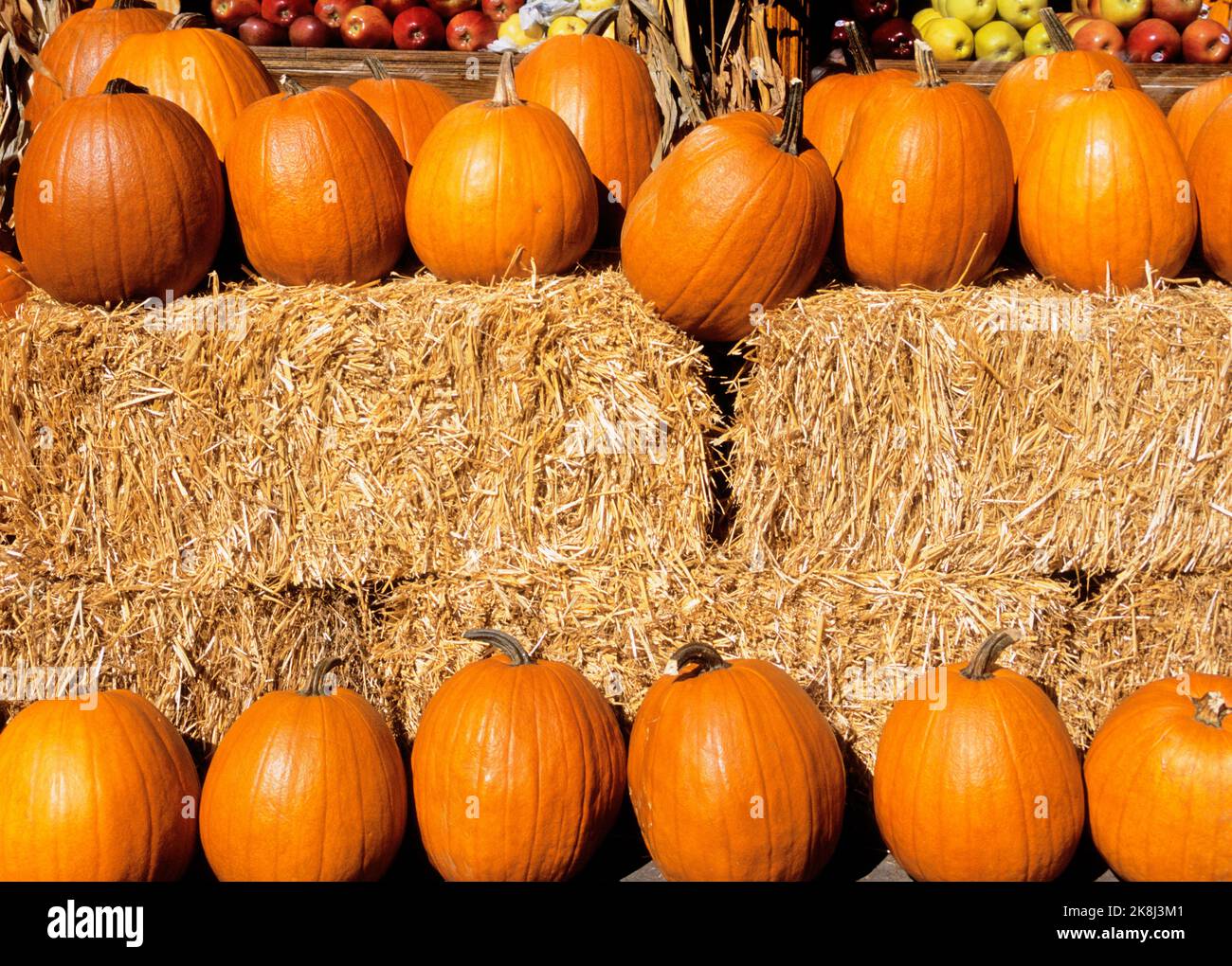 Traditional American holiday food. Pumpkins for sale with bales of hay ...