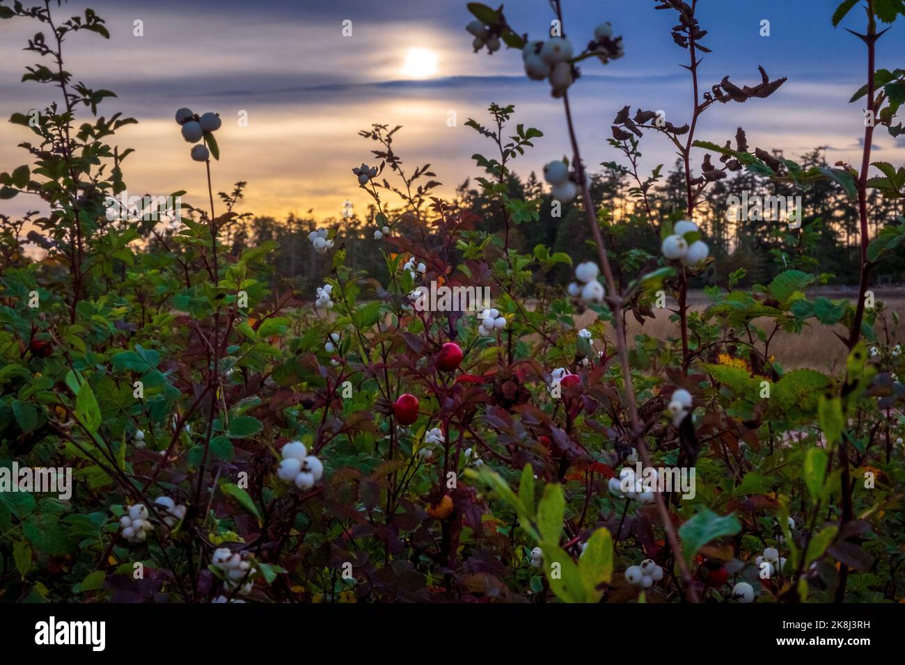 Ebey's Trail, Admiralty Inlet Preserve, Whidbey Island, Washington, USA ...