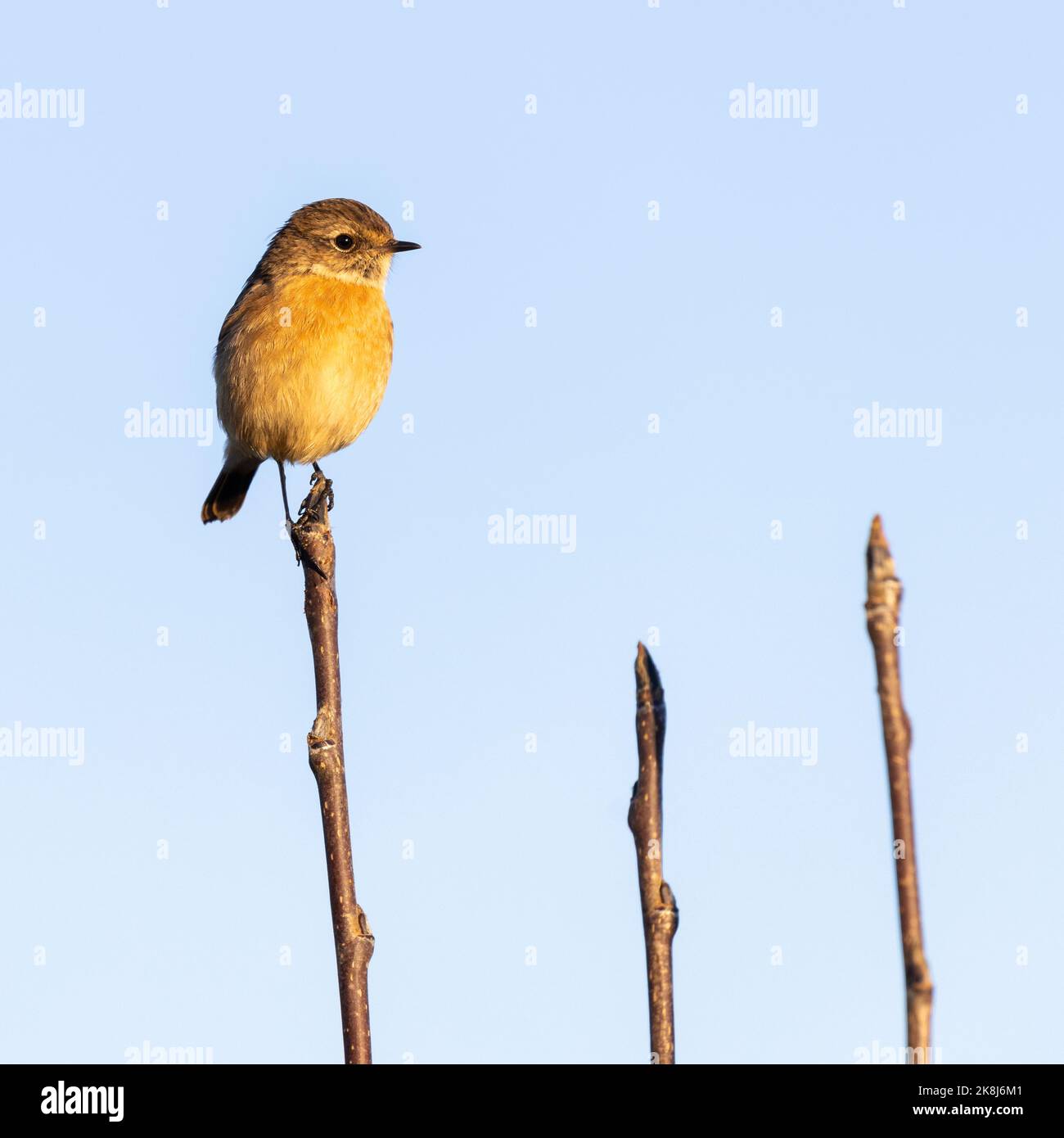 Female European Stonechat [ Saxicola rubicola ] in golden hour light ...