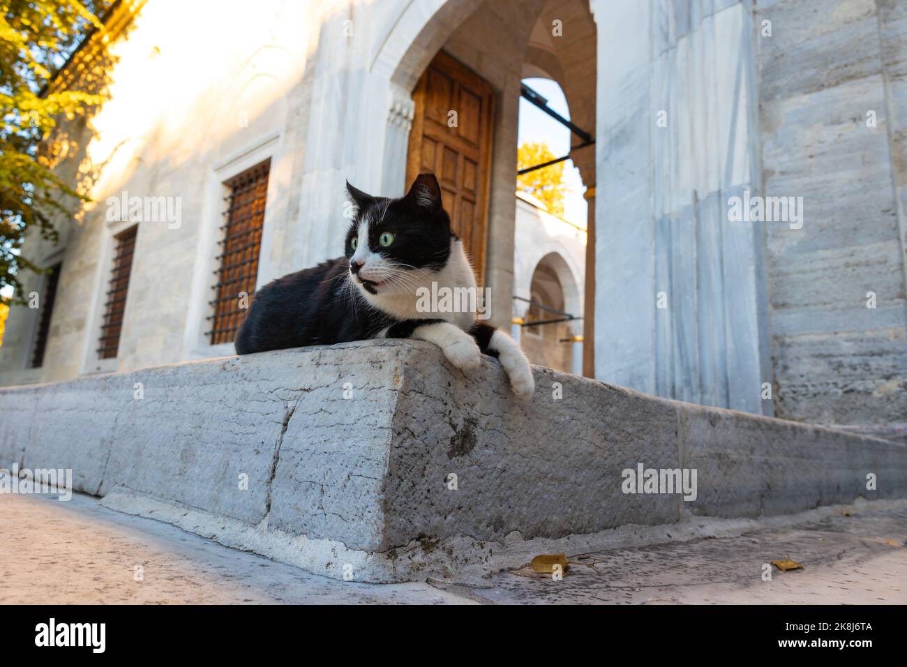 Stray cats of Istanbul. A stray cat sitting on the stairs of a mosque ...