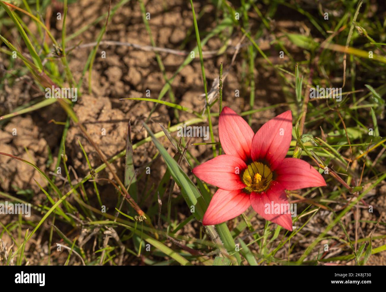 Flower of Romulea eximia in natural habitat in the Western Cape of ...